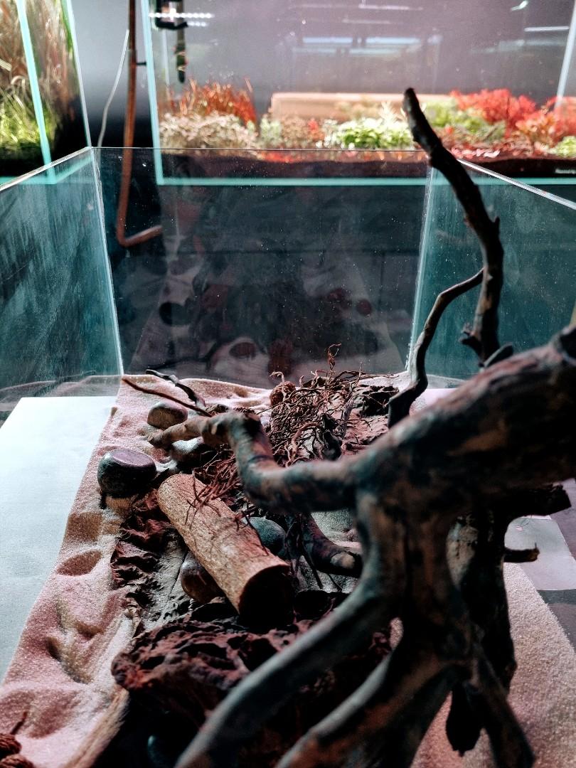 NATURE BIOTOPE INSPIRED AQUASCAPE - DRY SCAPE - BEST FOR BETTAS ...