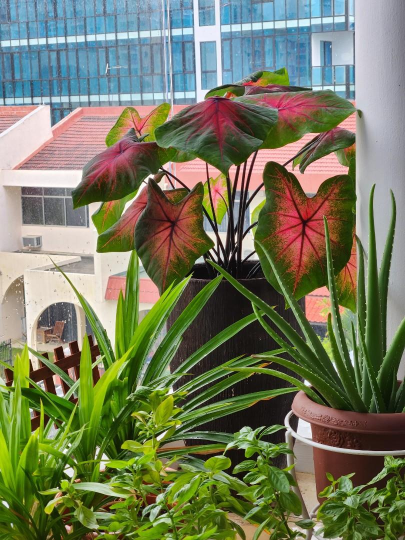 Caladium Bicolor Pink Symphony, Furniture & Home Living, Gardening ...