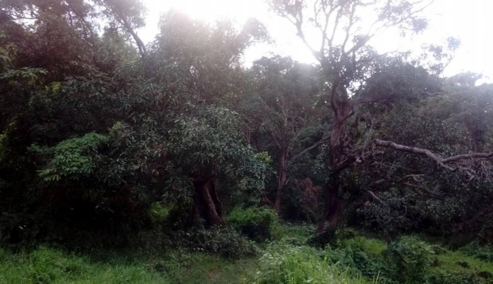FOR SALE: Agricultural Lot - 23.6 Hectares, Barangay Daan Pare, Orion ...