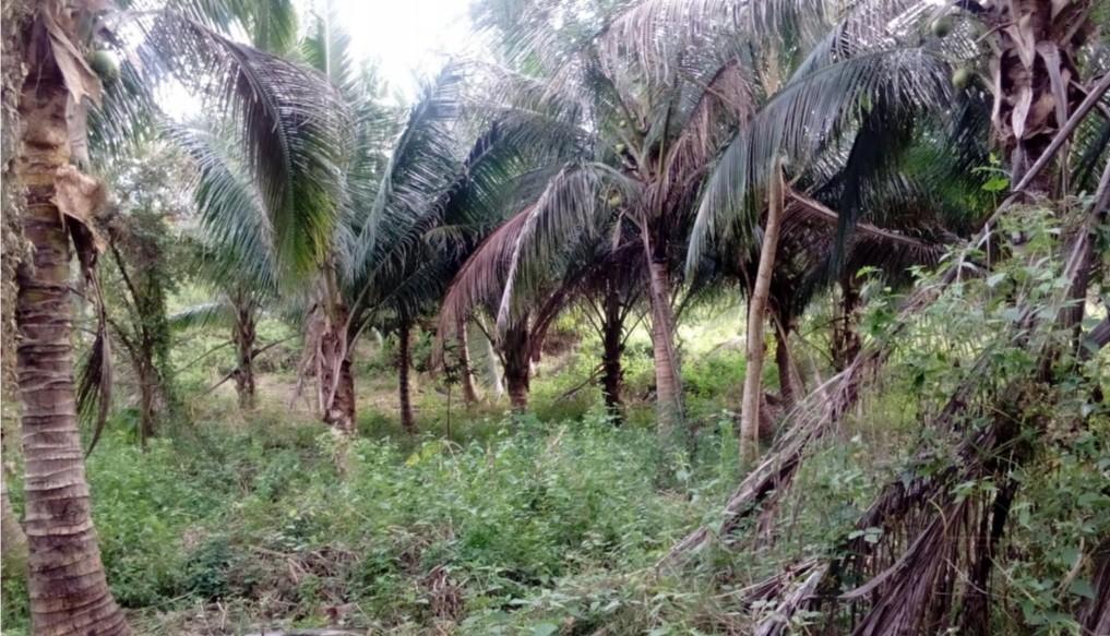 FOR SALE: Agricultural Lot - 23.6 Hectares, Barangay Daan Pare, Orion ...