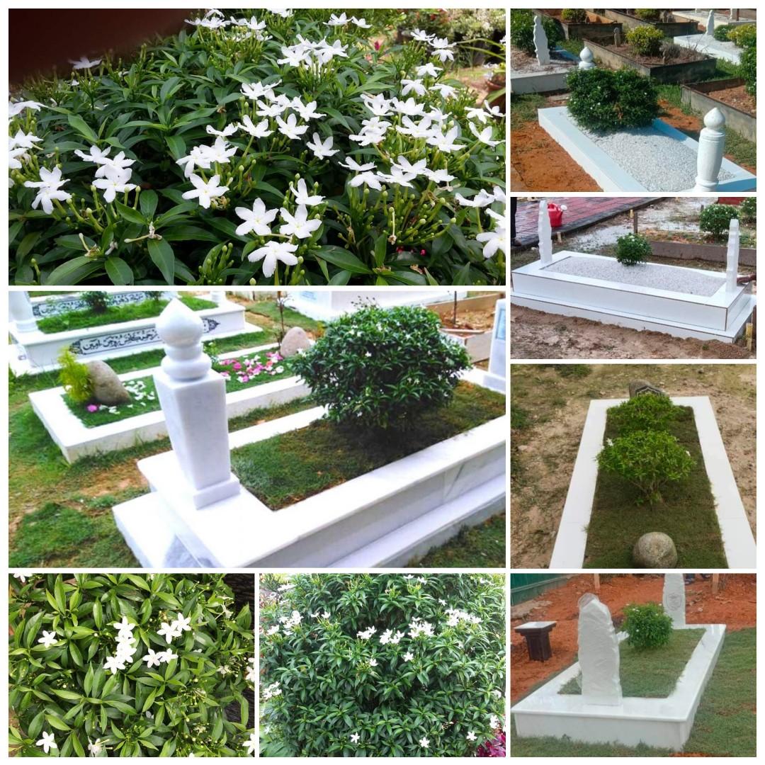 Mini Jasmin sesuai tanam di kubur, Furniture & Home Living, Gardening ...