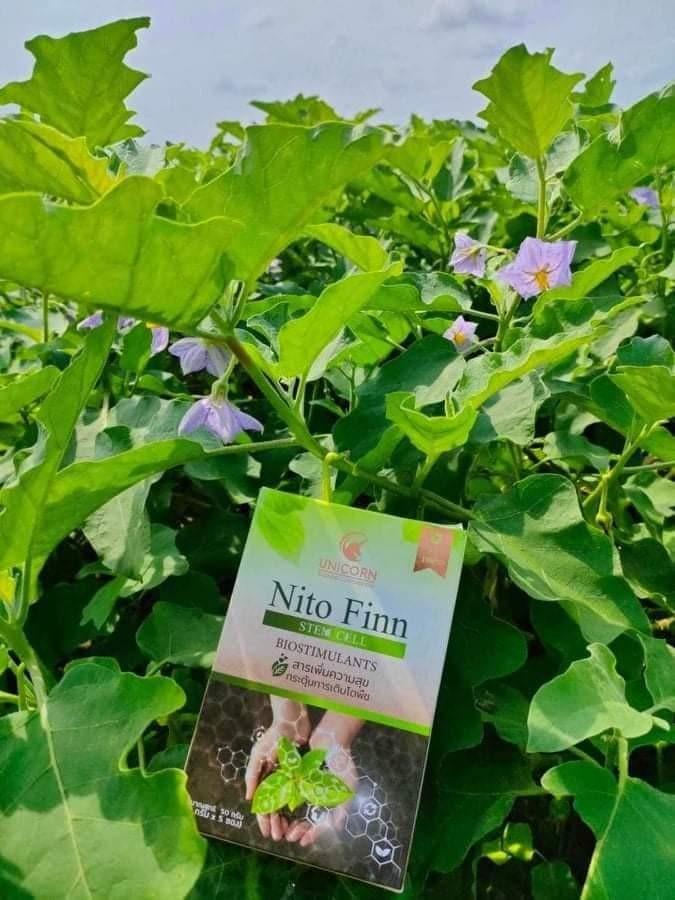 Nito Finn (sachet), Furniture & Home Living, Gardening, Soil ...