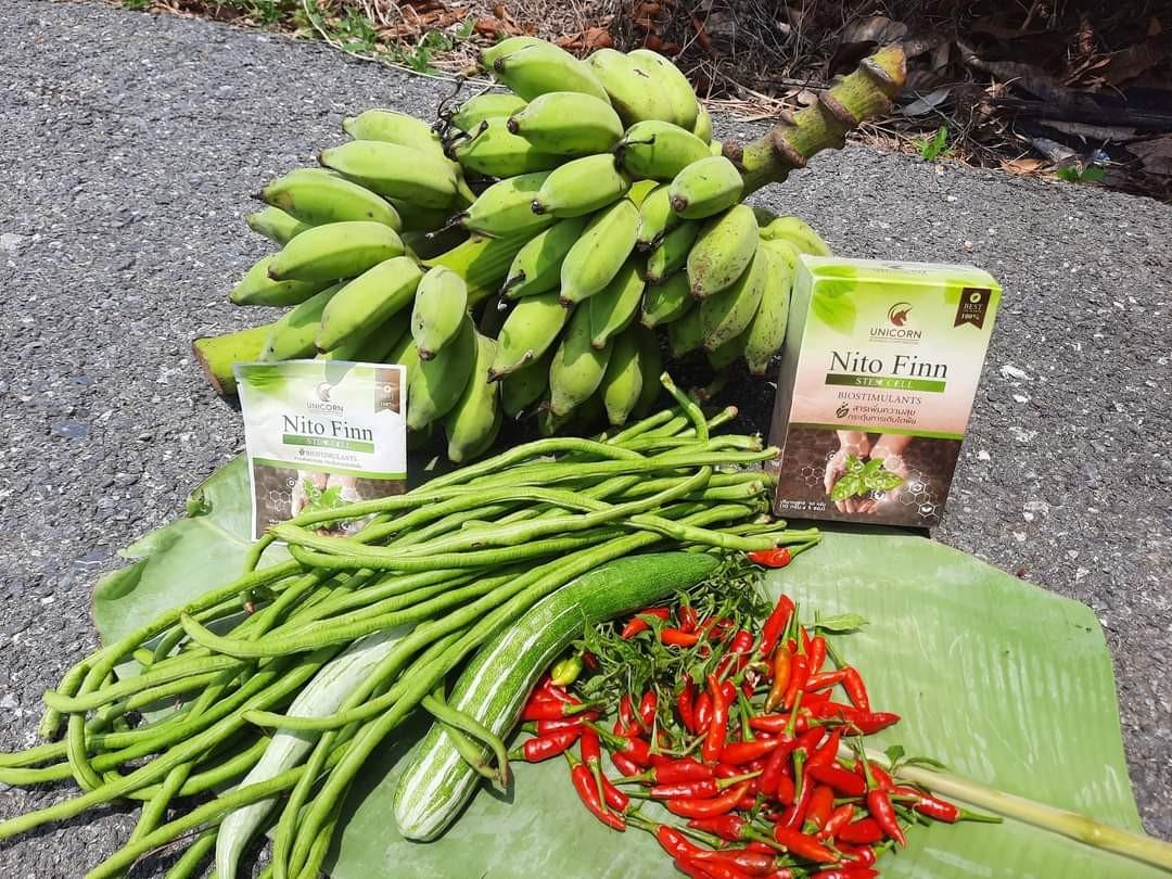 Nito Finn (sachet), Furniture & Home Living, Gardening, Soil ...