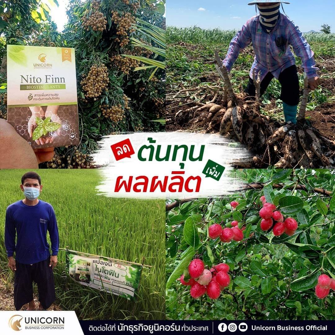 Nito Finn (sachet), Furniture & Home Living, Gardening, Soil & Fertilisers on Carousell