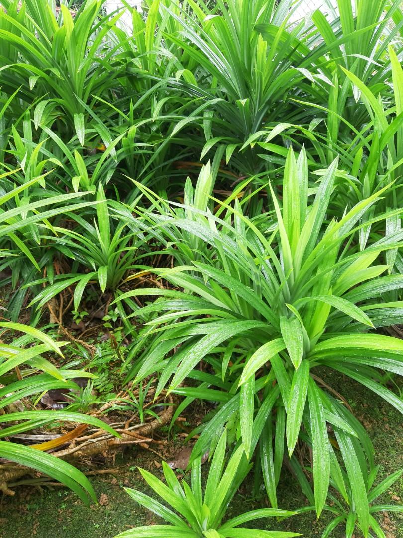 Pandan plants with roots, Furniture & Home Living, Gardening, Plants ...