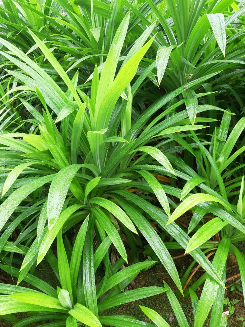 Pandan plants with roots, Furniture & Home Living, Gardening, Plants ...