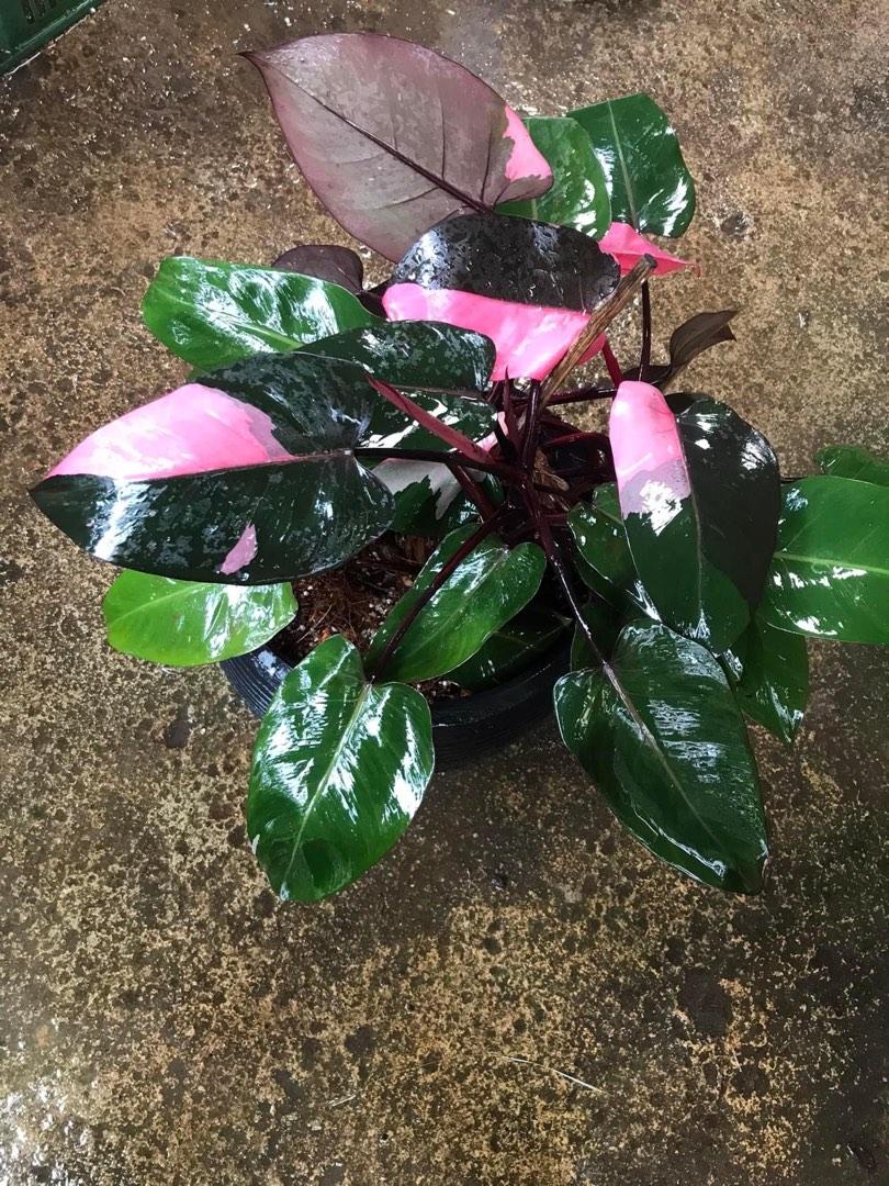 Philodendron pink princess top and single node cutting, Furniture ...