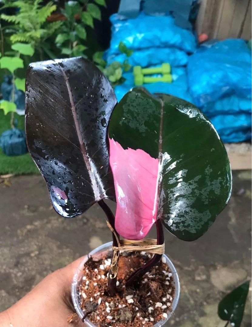 Philodendron pink princess top and single node cutting, Furniture ...