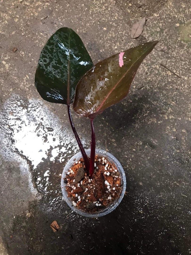 Philodendron pink princess top and single node cutting, Furniture ...