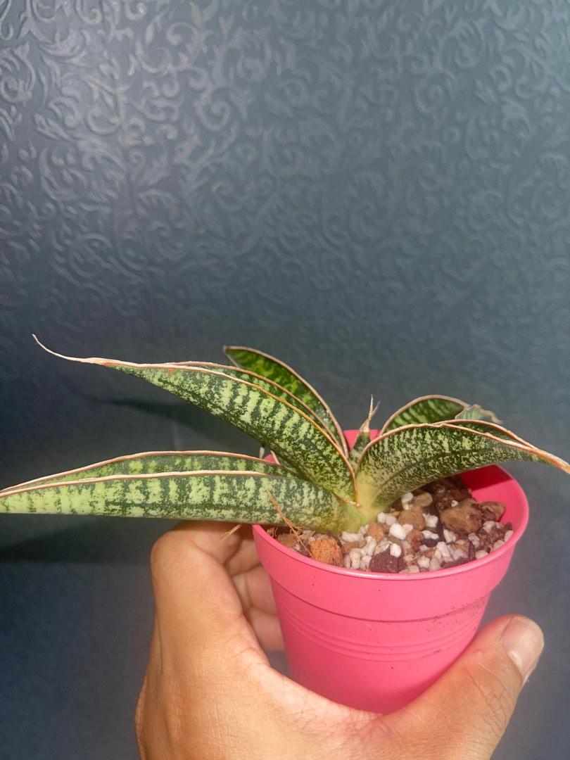 Sansevieria Arusha, Furniture & Home Living, Home Decor, Artificial ...