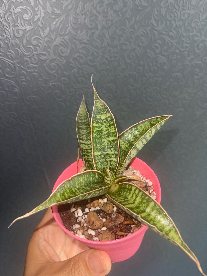 Sansevieria Arusha, Furniture & Home Living, Home Decor, Artificial ...