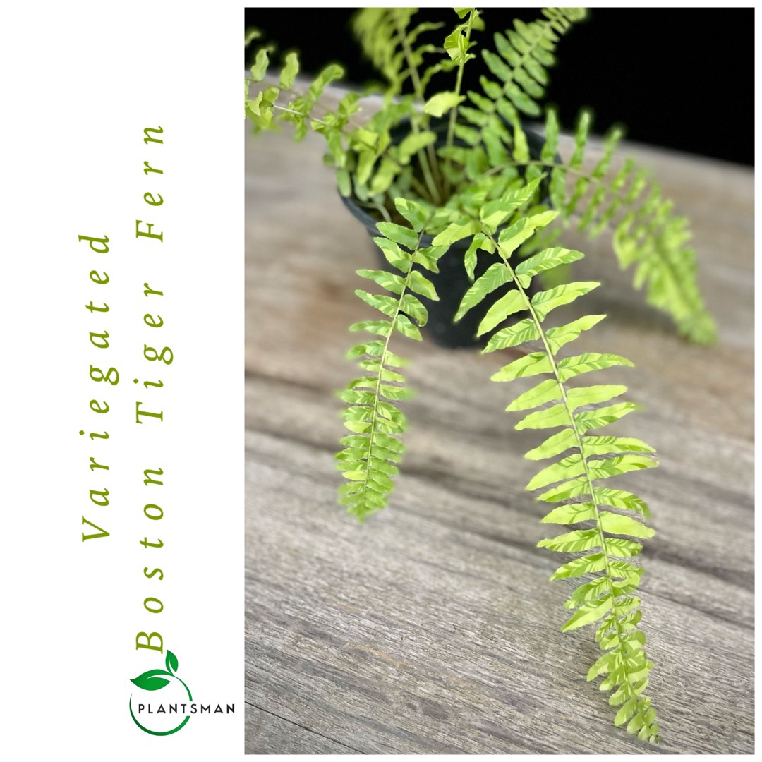 Variegated Boston Tiger Fern, Furniture & Home Living, Gardening ...