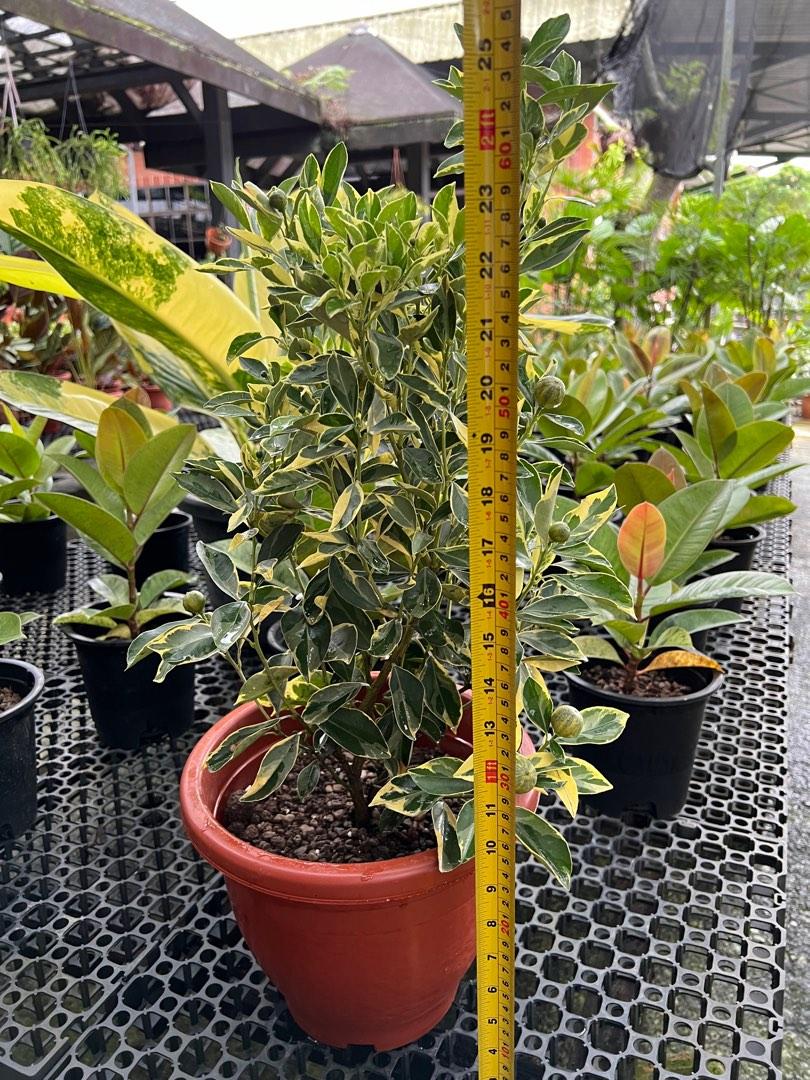 Variegated Lime Plant, Furniture & Home Living, Gardening, Plants ...