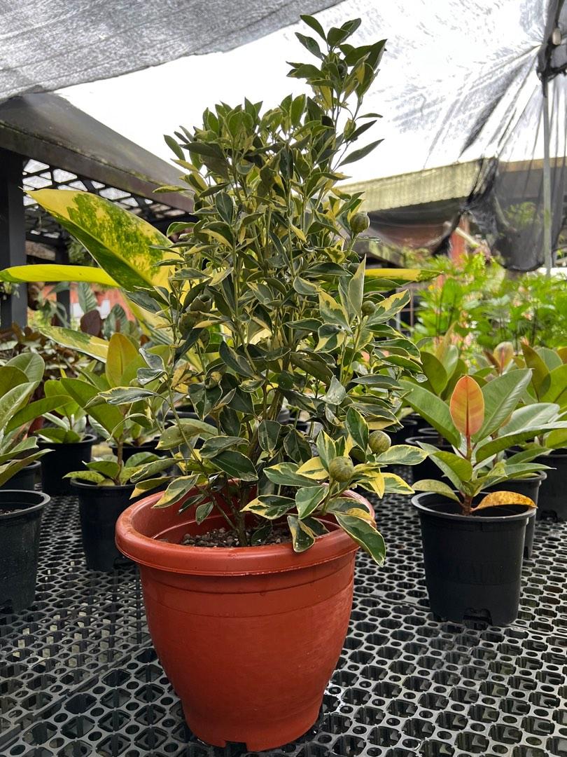 Variegated Lime Plant, Furniture & Home Living, Gardening, Plants ...