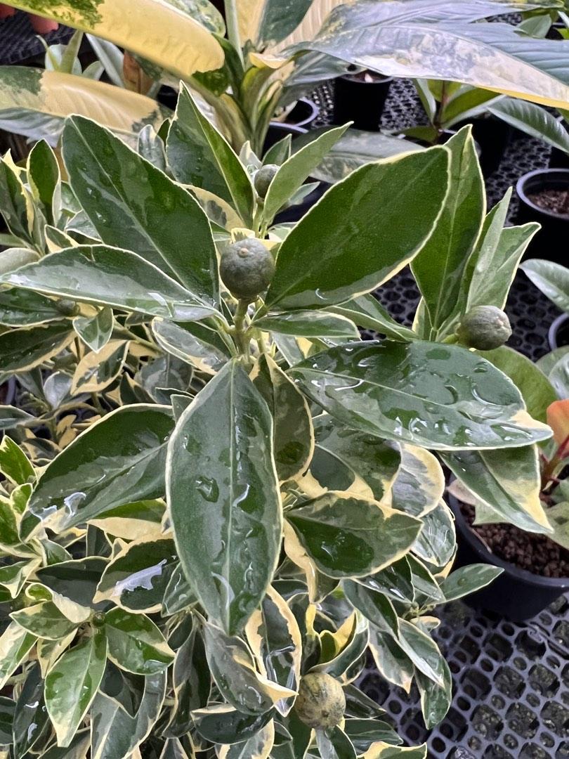 Variegated Lime Plant, Furniture & Home Living, Gardening, Plants ...