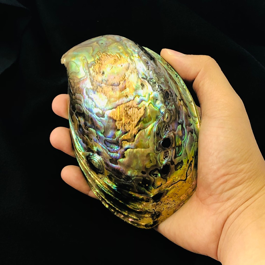 Abalone shell jewelry holder or display, Women's Fashion, Jewelry ...