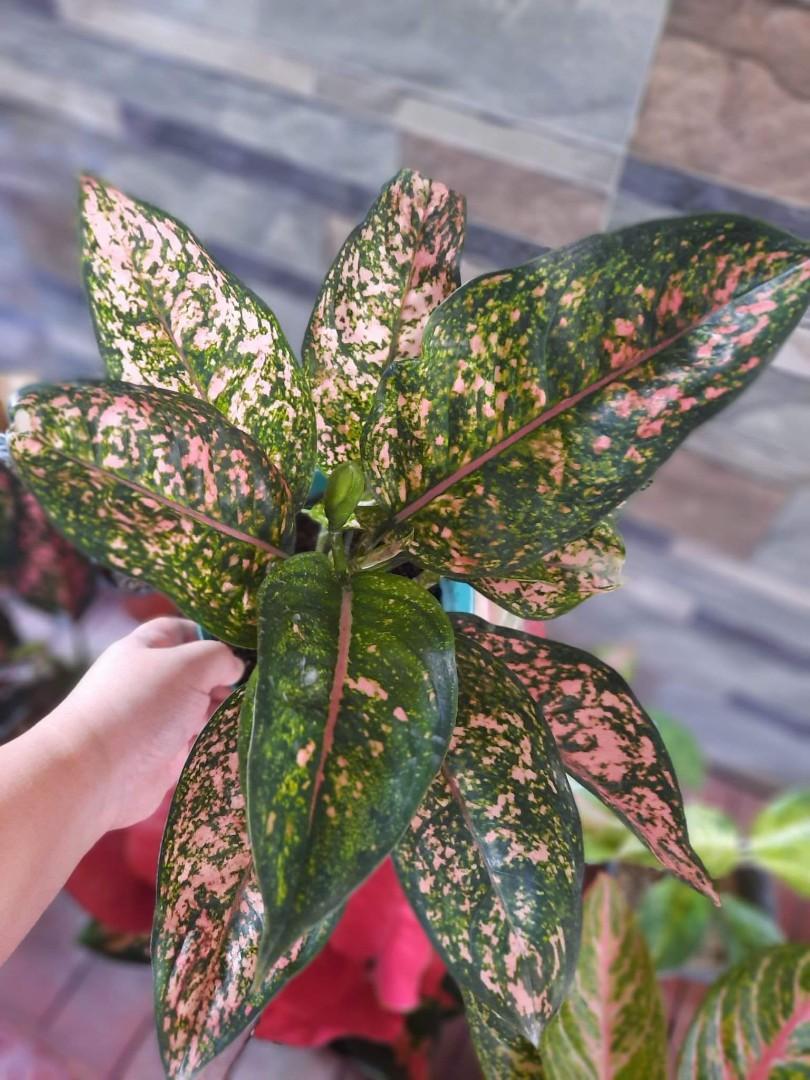 aglaonema indu Ruby compacta, Furniture & Home Living, Gardening ...