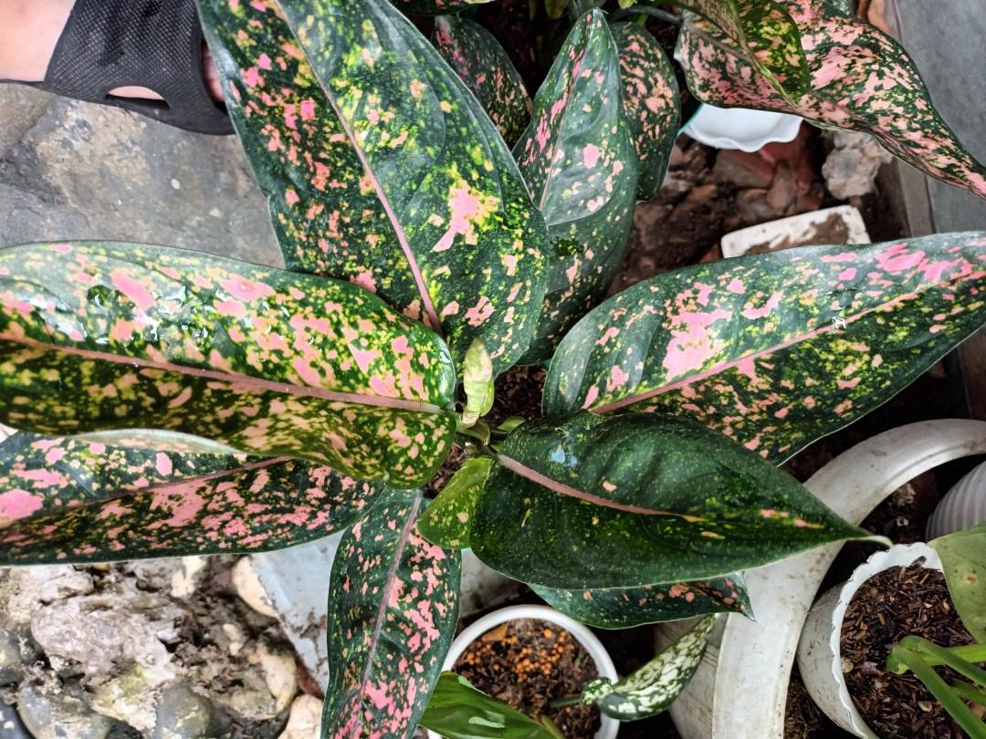 aglaonema indu Ruby compacta, Furniture & Home Living, Gardening ...