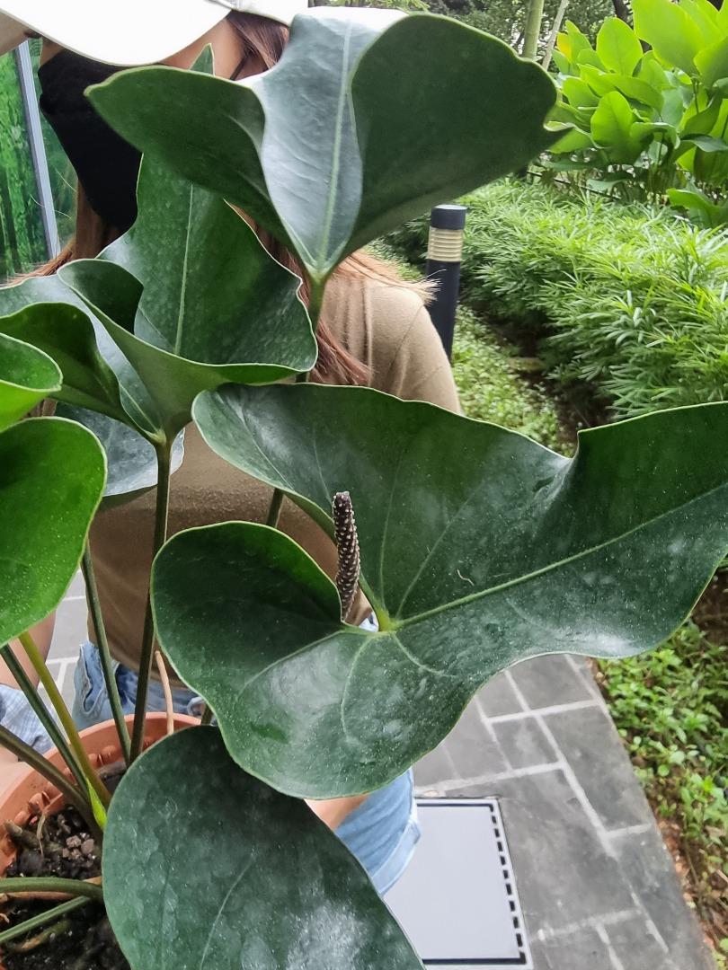 Anthurium Arrow [REAL PLANT] #supportlocal, Furniture & Home Living ...