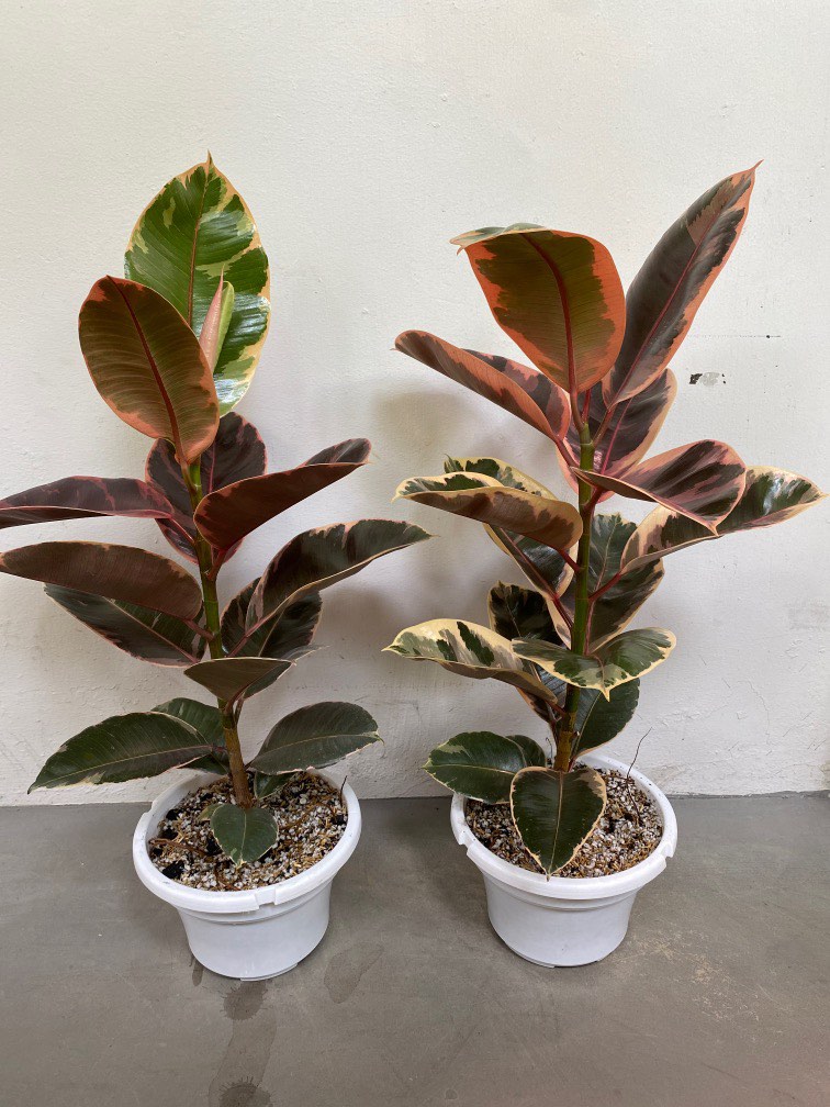 Ficus Elastica Ruby 70cm Tall . $15 each, Furniture & Home Living ...