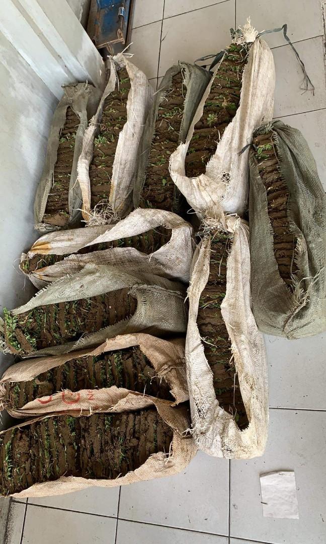 FROG GRASS PER SACK, Furniture & Home Living, Gardening, Plants & Seeds ...