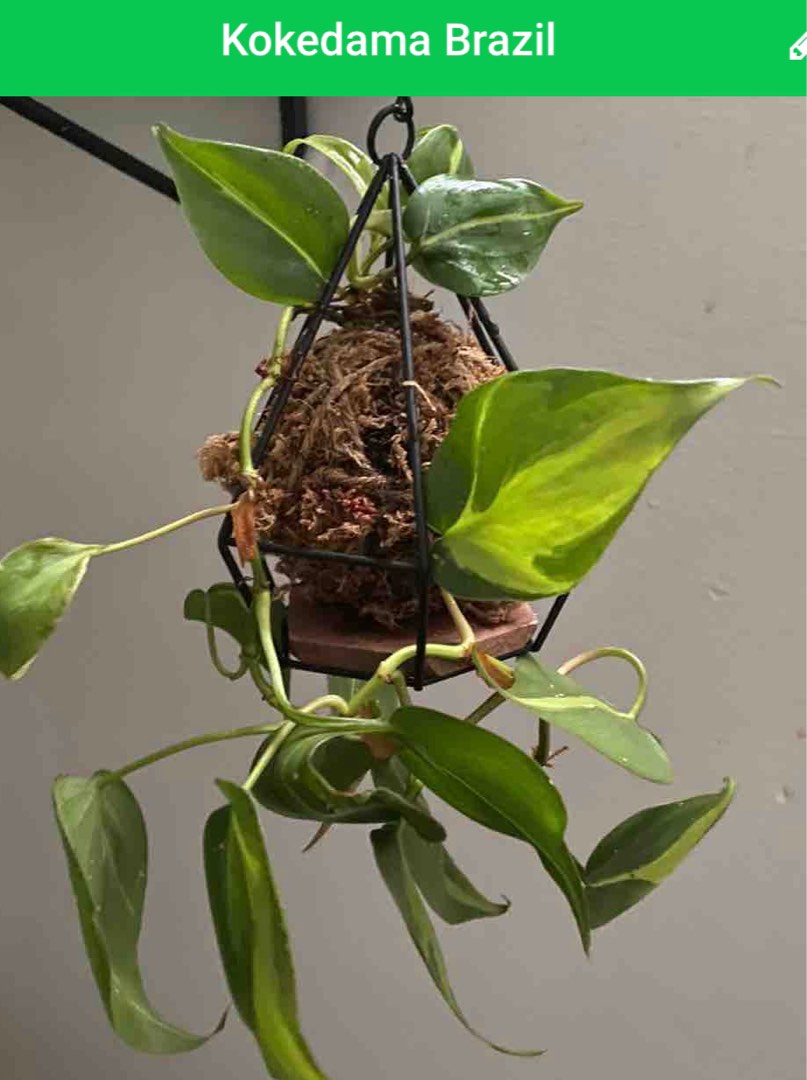 Kokedama - Philodendron Brasil, Pothos Njoy, Philodendreon Burle Marx ...