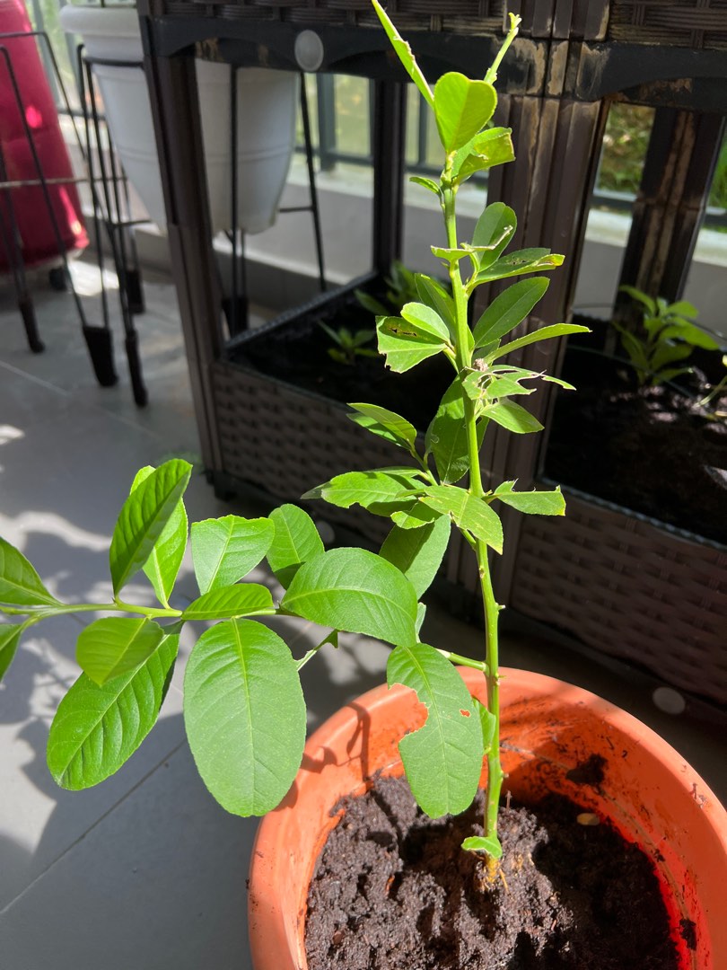 Lemon sapling for sale, Furniture & Home Living, Gardening, Plants ...