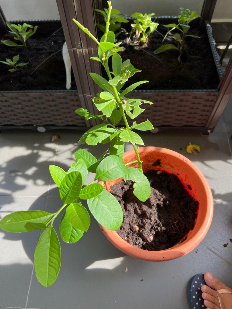Lemon sapling for sale, Furniture & Home Living, Gardening, Plants ...