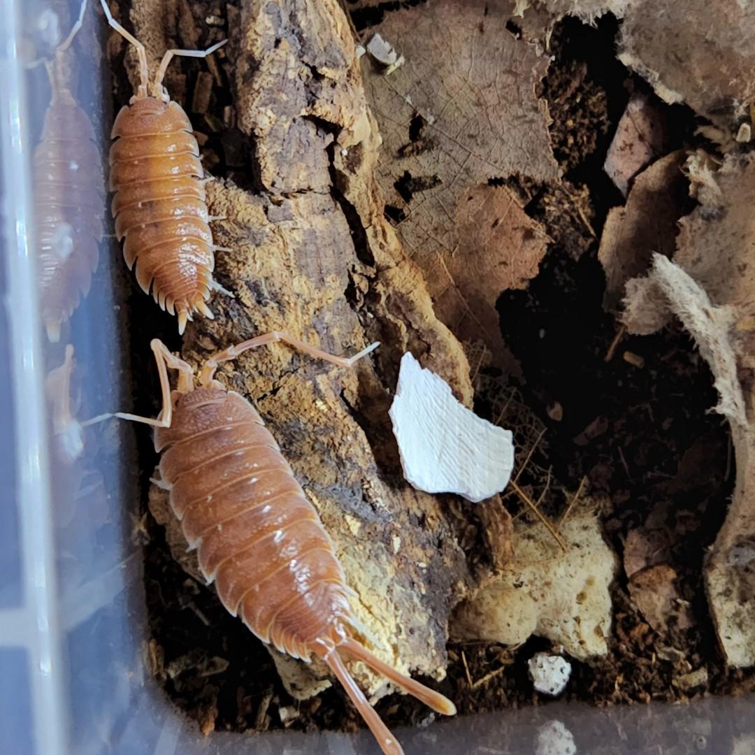 Live bait- 35 for $30 Armadillidium isopod (Porcellio Magnificus and ...