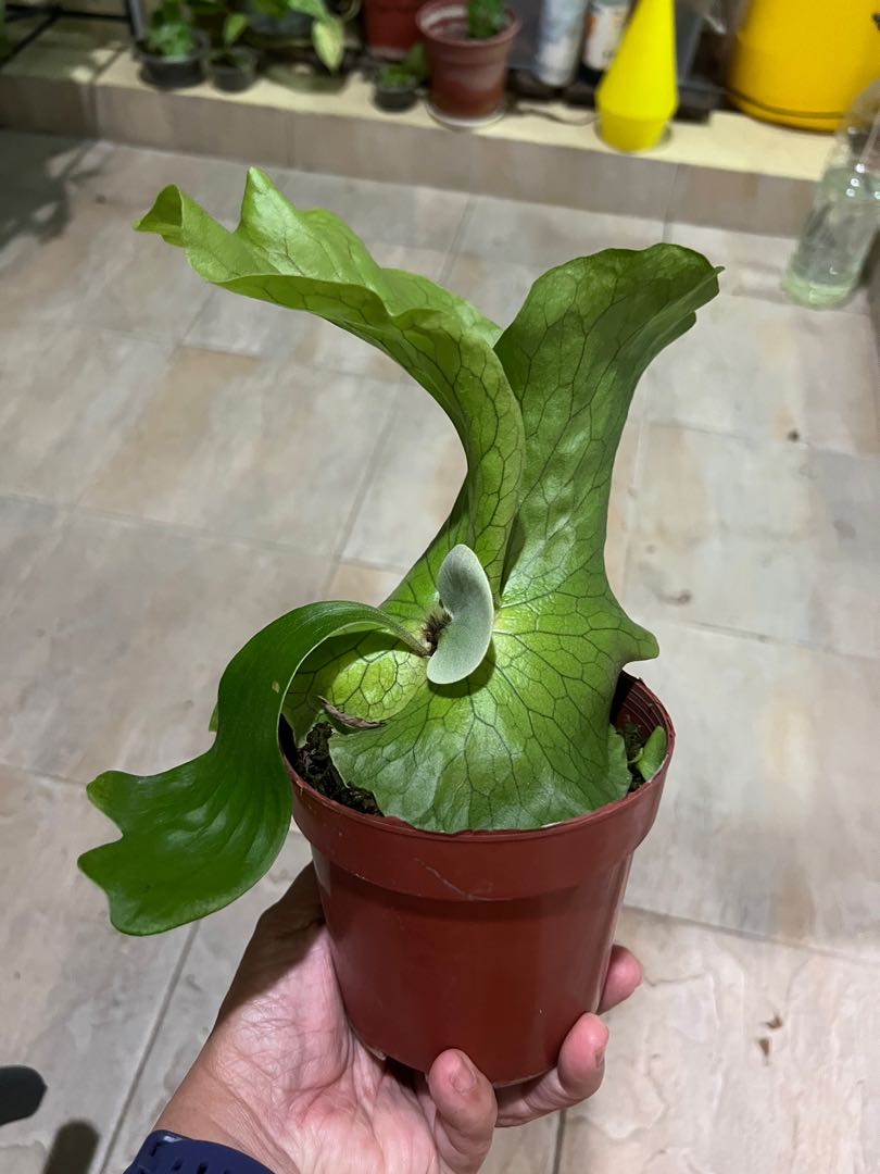 Platycerium Neptune (Staghorn Fern), Furniture & Home Living, Gardening ...