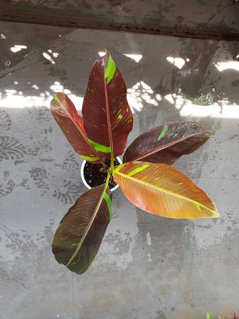 Red Musa Siam Ruby, Furniture & Home Living, Gardening, Plants & Seeds ...