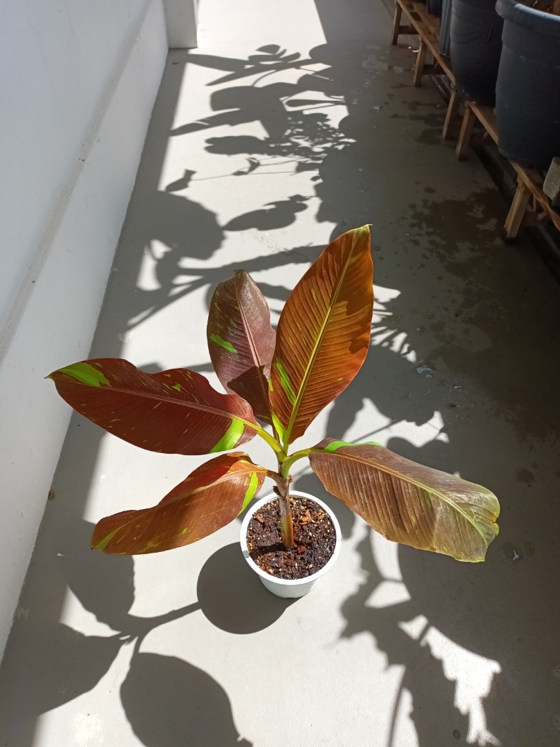 Red Musa Siam Ruby, Furniture & Home Living, Gardening, Plants & Seeds ...
