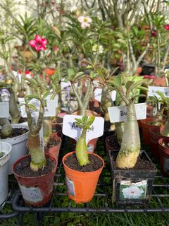 Taiwan adenium- non grafted/ seed grown (Elsa), Furniture & Home Living ...