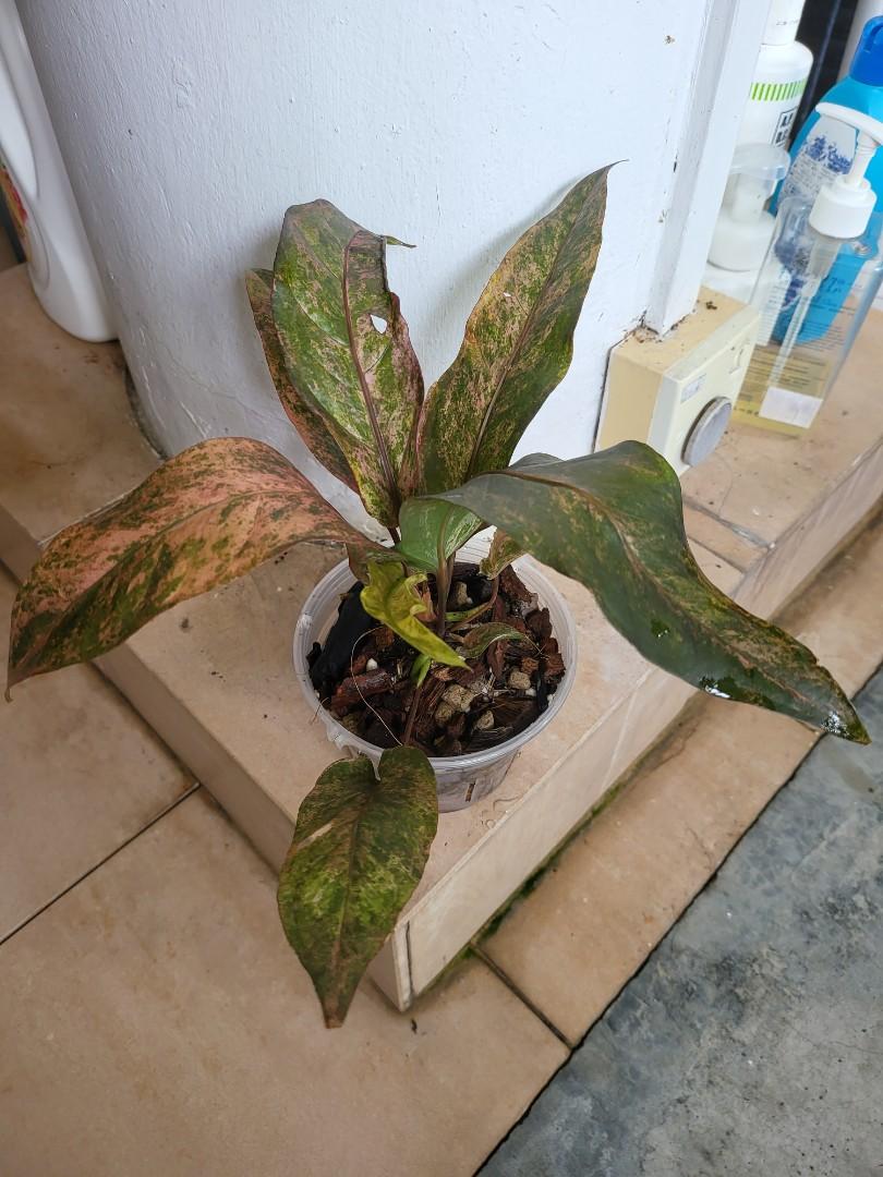 Anthurium Hookerii Pink, Furniture & Home Living, Gardening, Plants ...