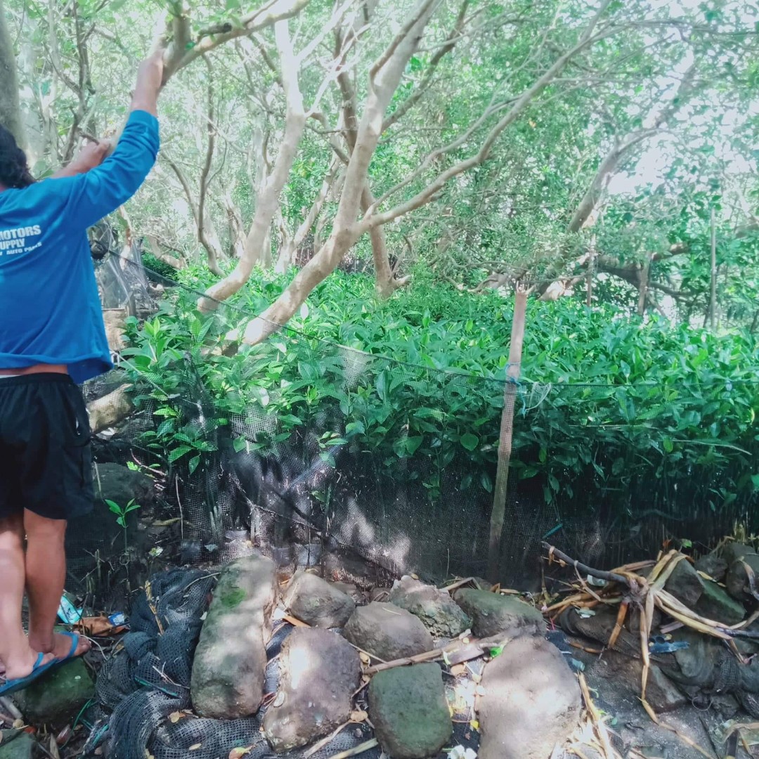 Bakawan (Mangrove), Furniture & Home Living, Gardening, Plants & Seeds ...