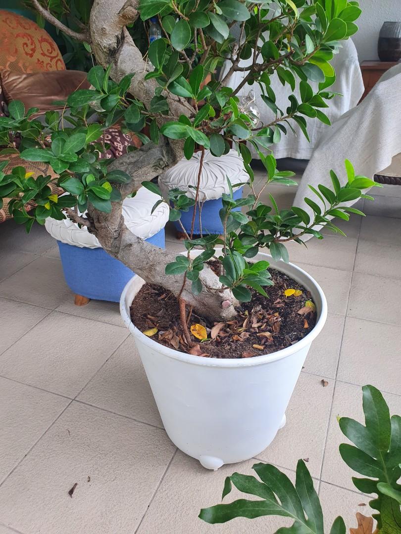 Bonsai Ficus Microcarpa S-shaped, Furniture & Home Living, Gardening ...