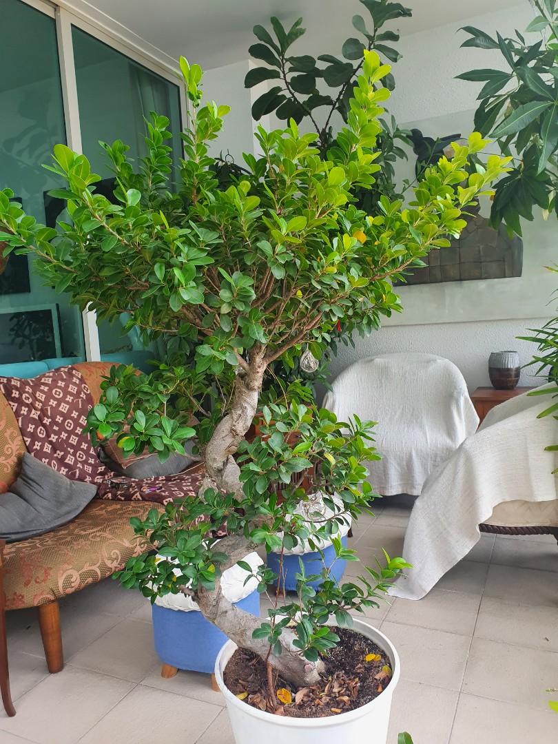 Bonsai Ficus Microcarpa S-shaped, Furniture & Home Living, Gardening ...