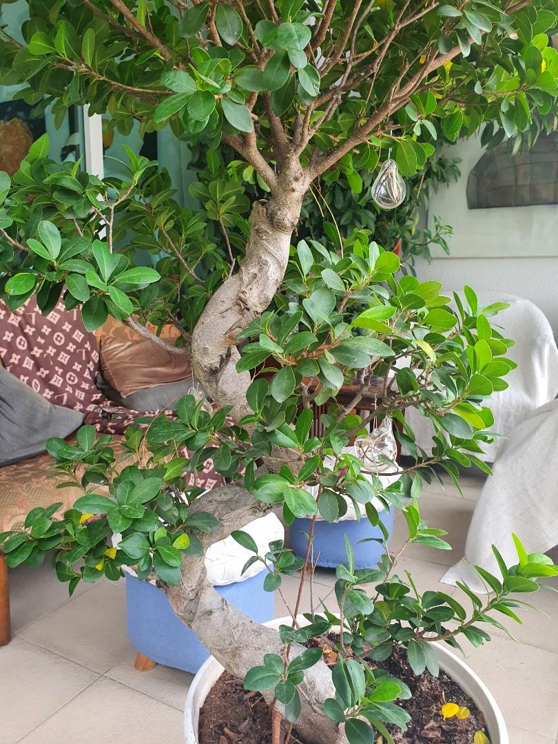 Bonsai Ficus Microcarpa S-shaped, Furniture & Home Living, Gardening ...