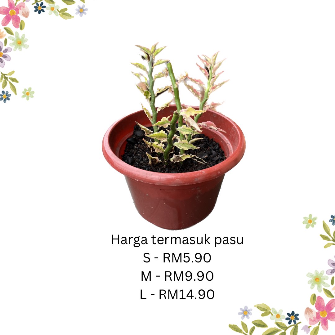 Bunga Hiasan Termasuk Pasu, Furniture & Home Living, Gardening, Plants ...