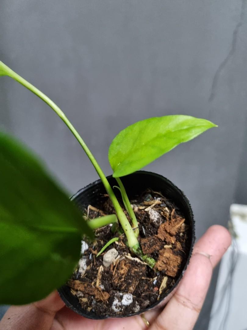 Epipremnum Skeleton Key, Furniture & Home Living, Gardening, Plants ...