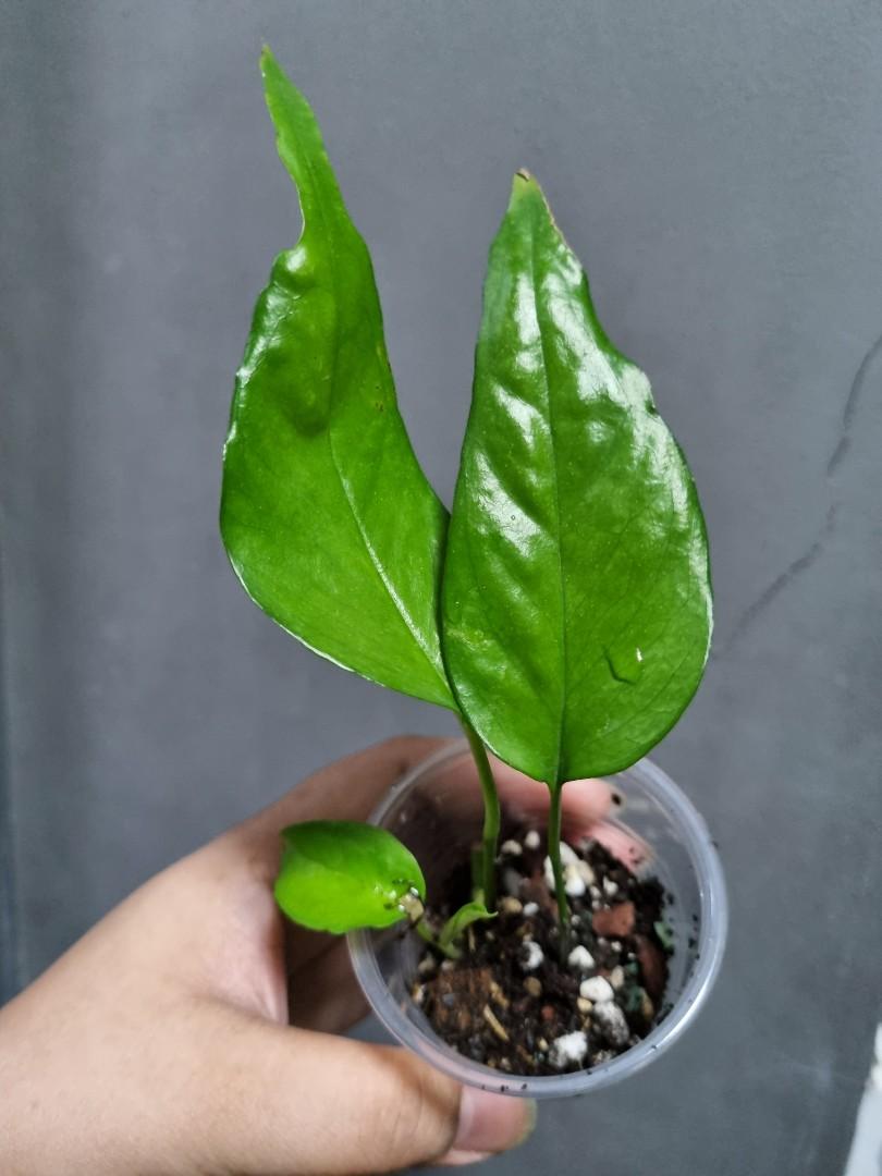 Epipremnum Skeleton Key, Furniture & Home Living, Gardening, Plants ...