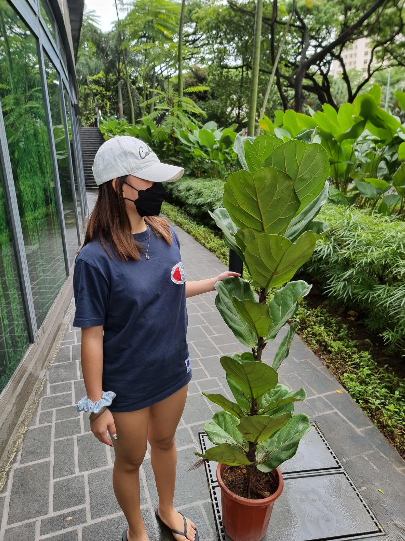 Ficus Lyrata - Fig Tree [REAL PLANT] #supportlocal, Furniture & Home ...