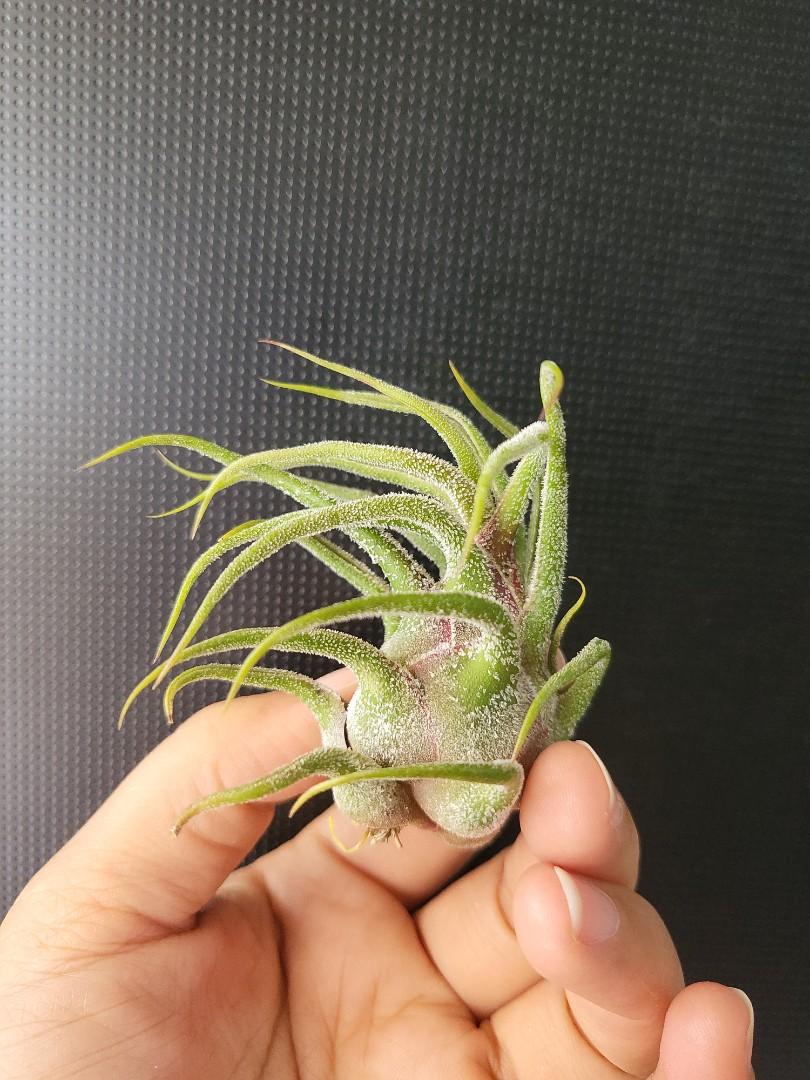 Mini airplant pruinosa 普鲁士 tillandsia air plant., Furniture & Home ...