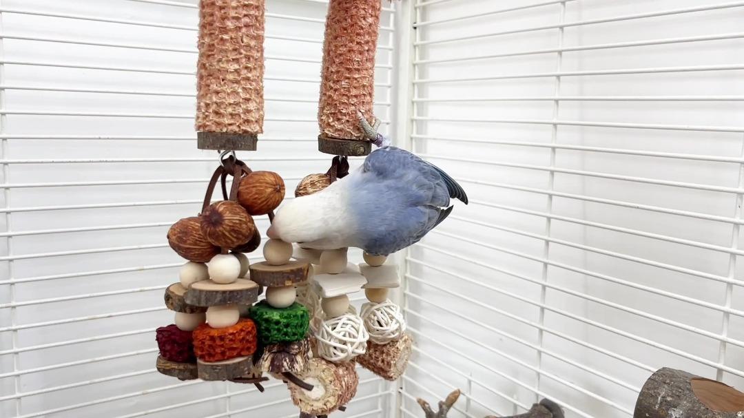Parrot Chewing Toy | Bird Cuttlefish Bone | Carambola Corn Cob | Rattan ...