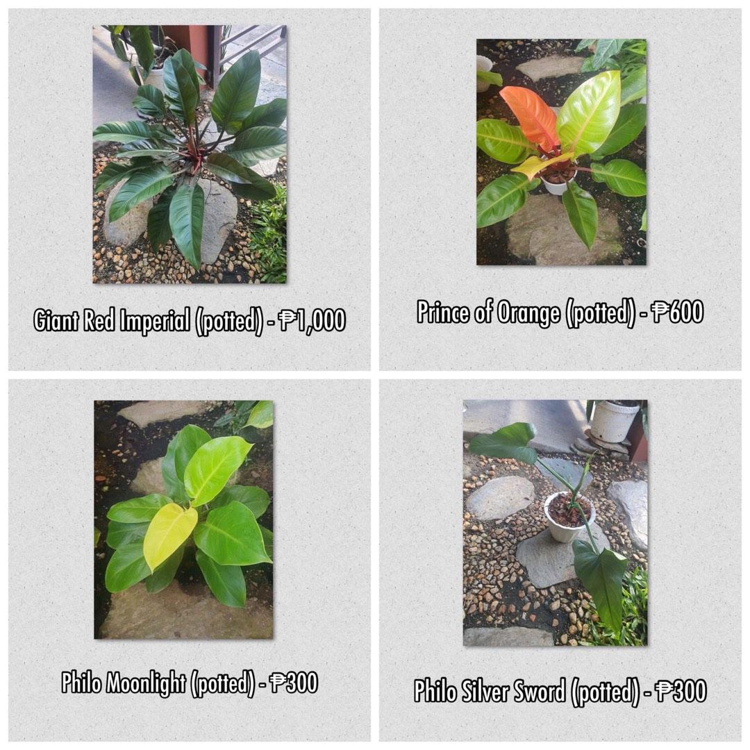 Philodendrons, Monsteras, Pothos, Ficus Nana, Alocasia & Aloe Veras for SALE, Furniture & Home ...