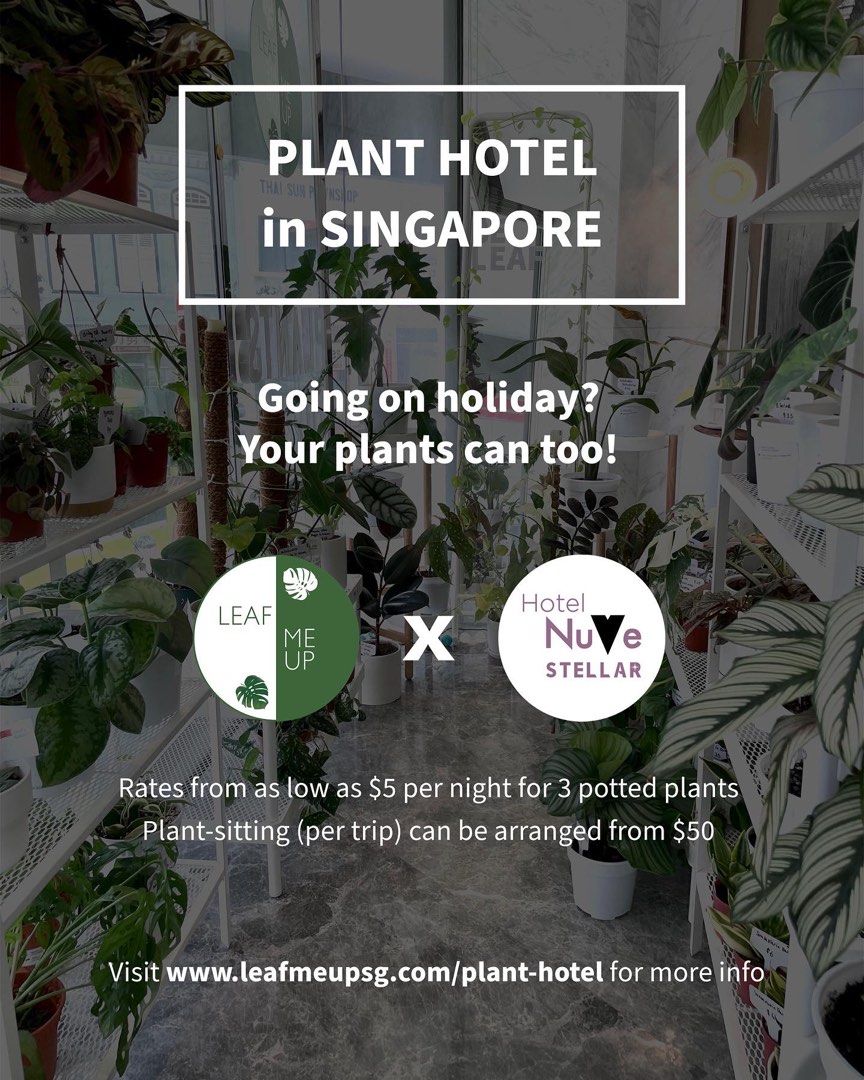 Plant Staycation, Furniture & Home Living, Gardening, Plants & Seeds on ...