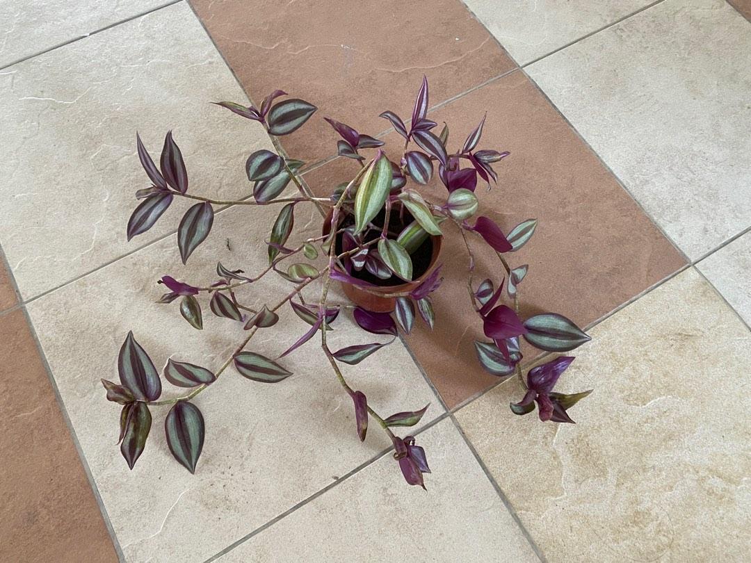 Wandering dew, Furniture & Home Living, Gardening, Plants & Seeds on ...