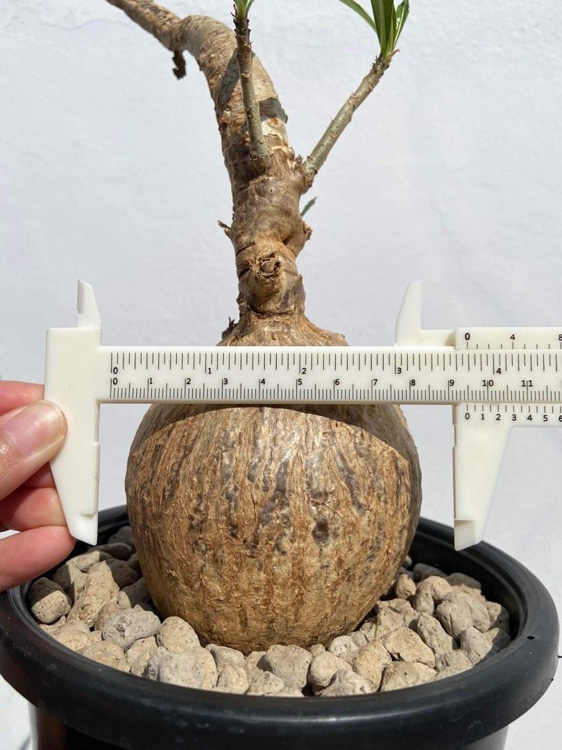 adenium somalense nova tanzania, Furniture & Home Living, Gardening ...