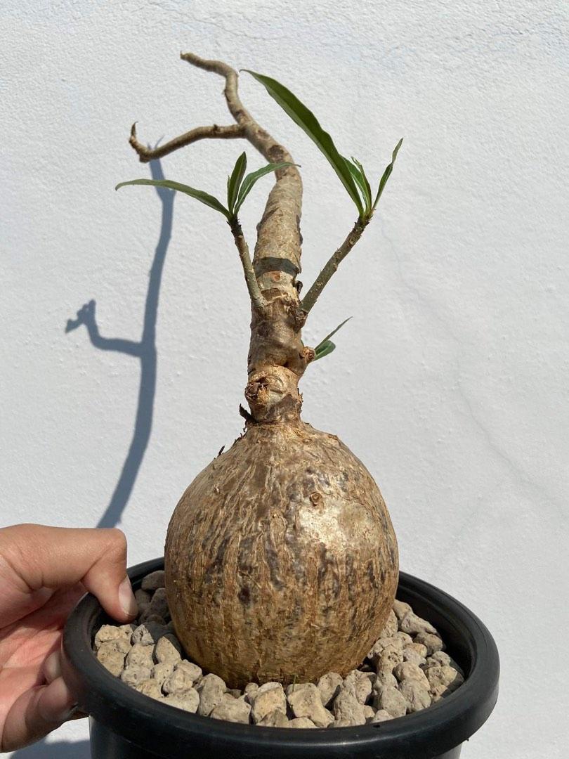 adenium somalense nova tanzania, Furniture & Home Living, Gardening ...