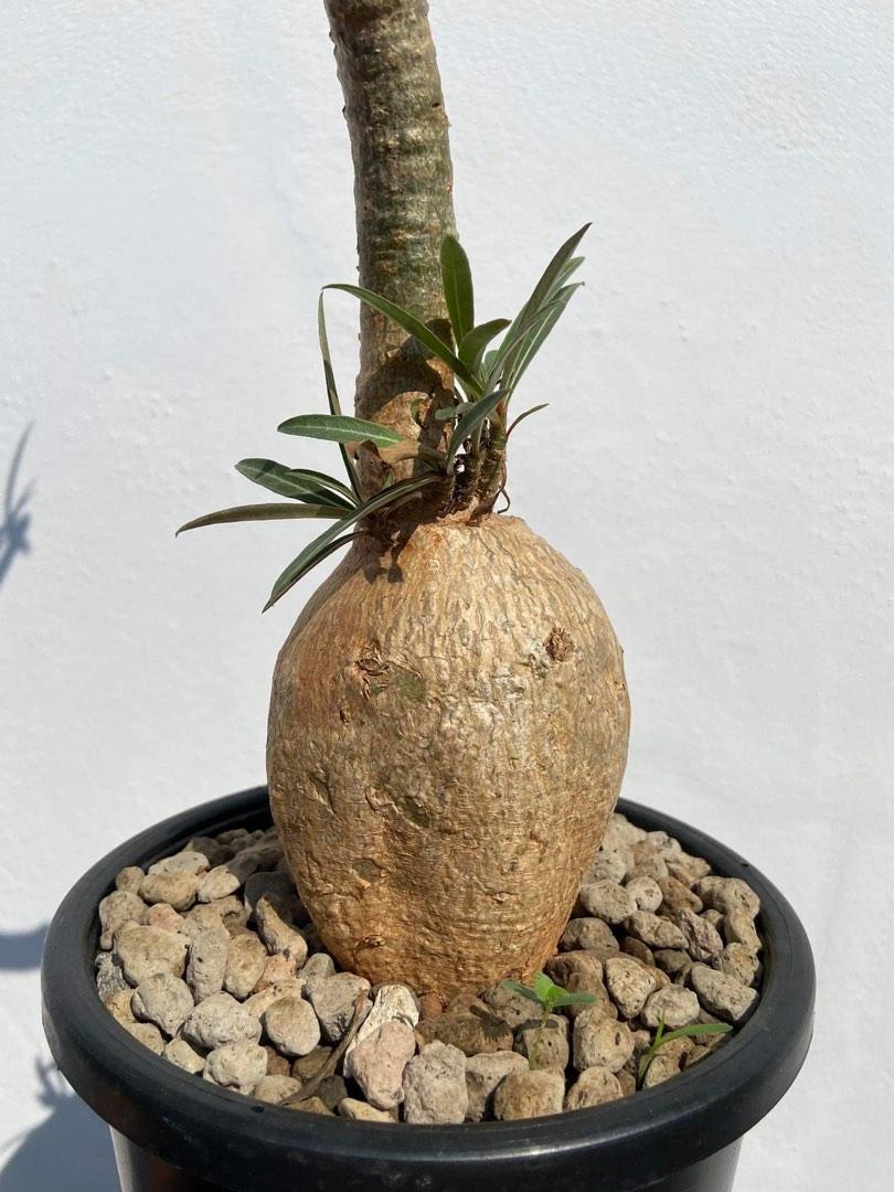 adenium somalense nova tanzania, Furniture & Home Living, Gardening ...